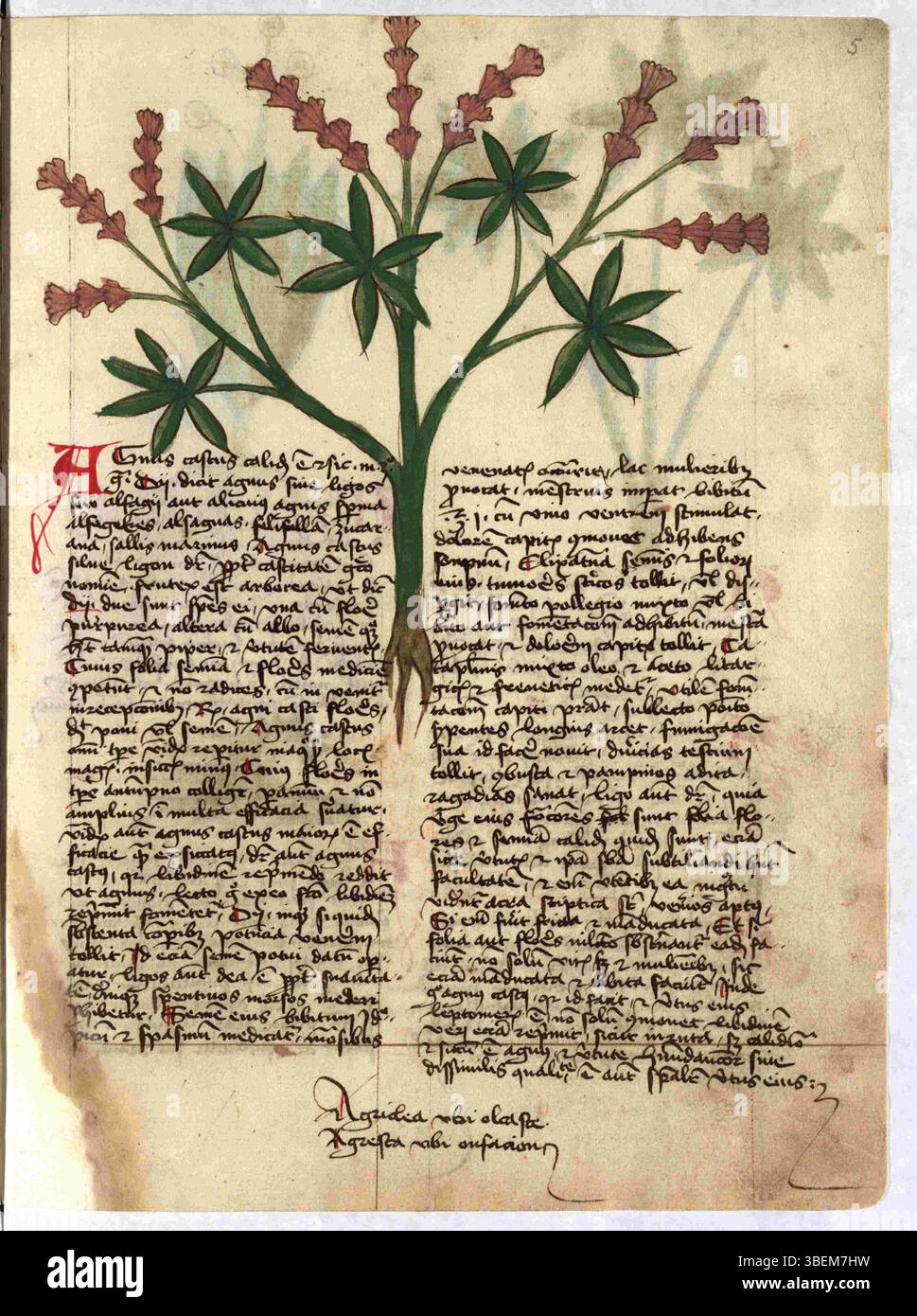 This folio from Munich Cim. 79, marked as folio 005r and created after ...