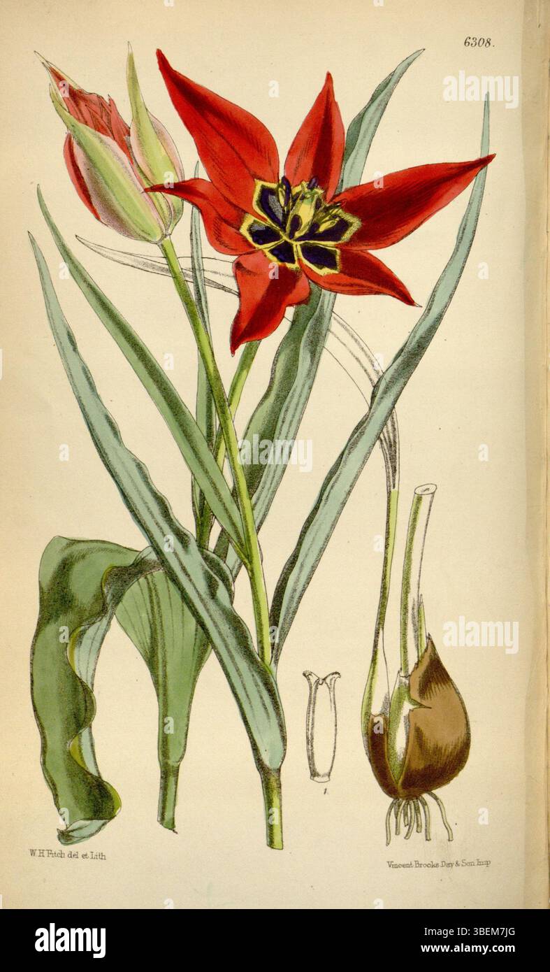 Illustration of Tulipa undulatifolia by botanist John Gilbert Baker ...