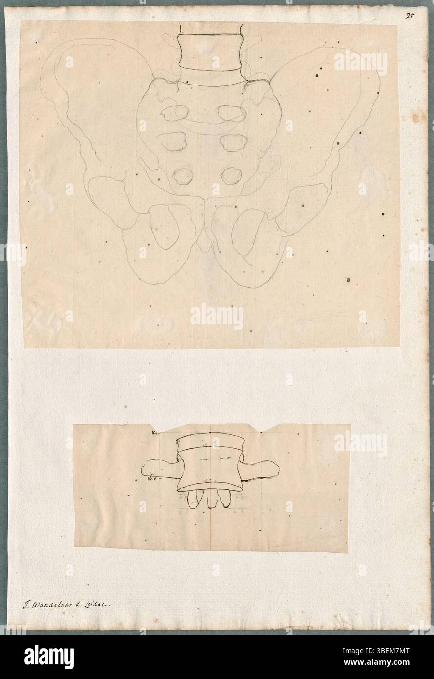 This anatomical drawing, attributed to Jan Wandelaar and Bernhard ...