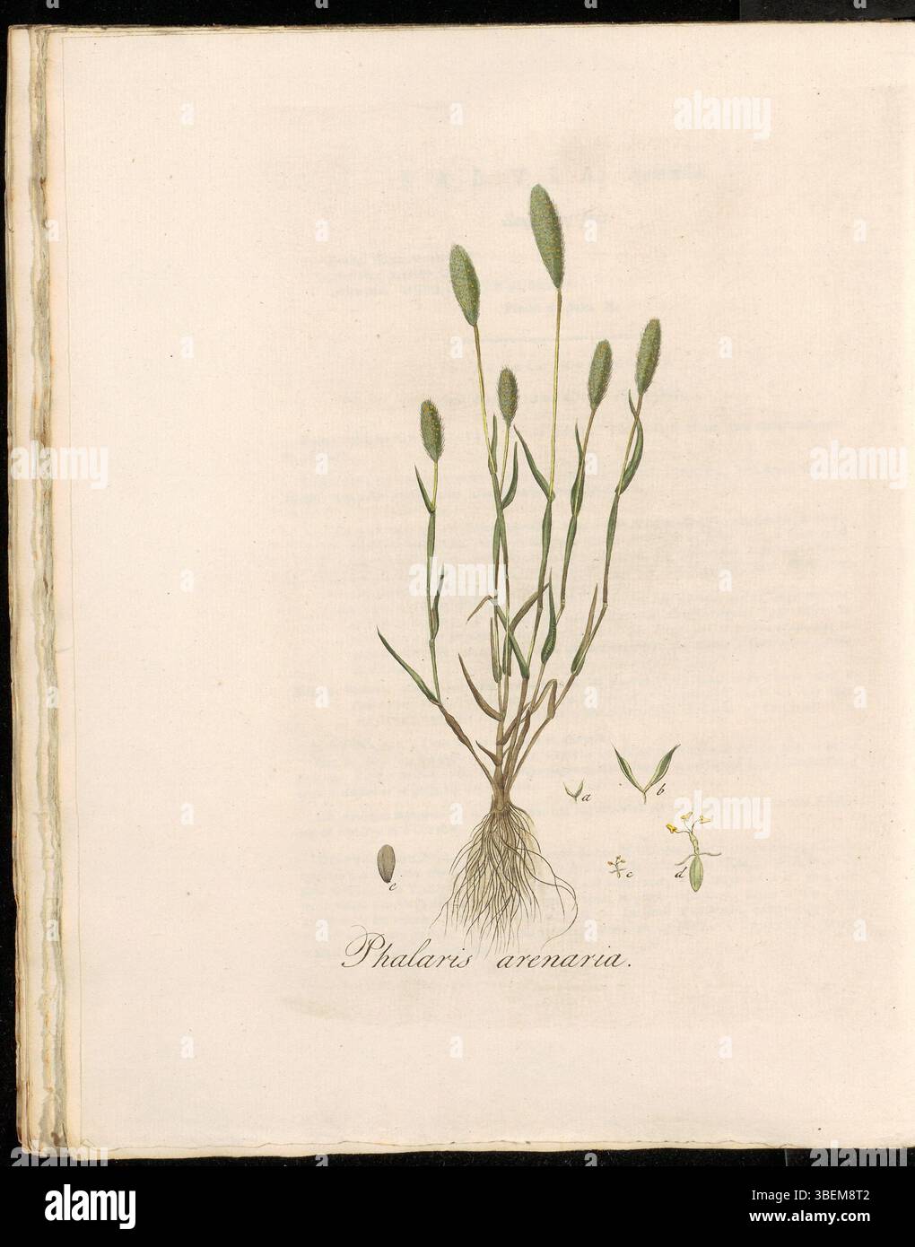 Botanical illustration from Flora Batava showing Phalaris arenaria, now ...