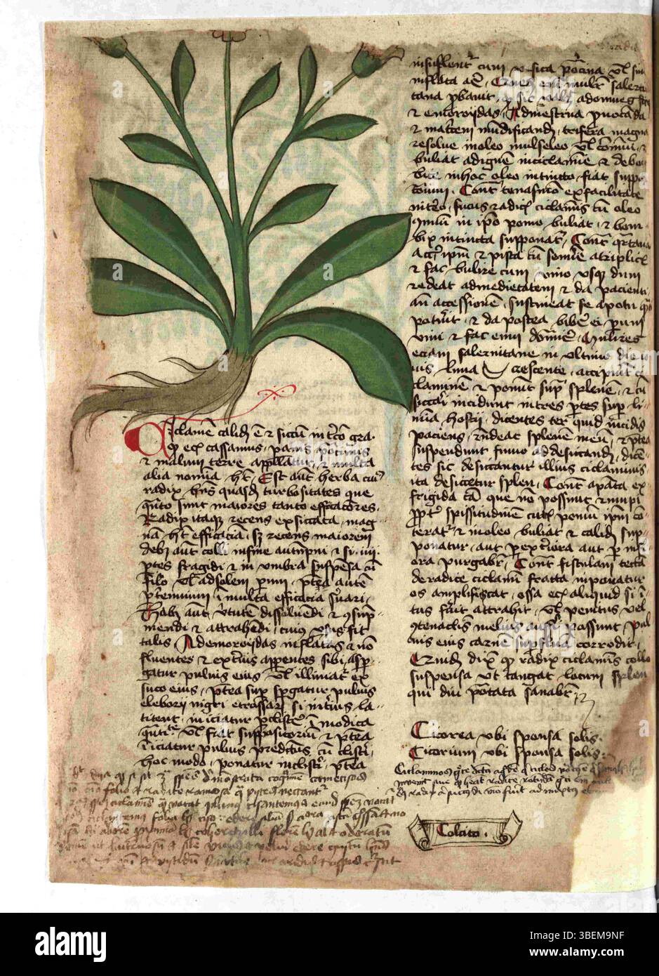 The manuscript Munich Cim. 79, folio 052v, created after 1440, features ...