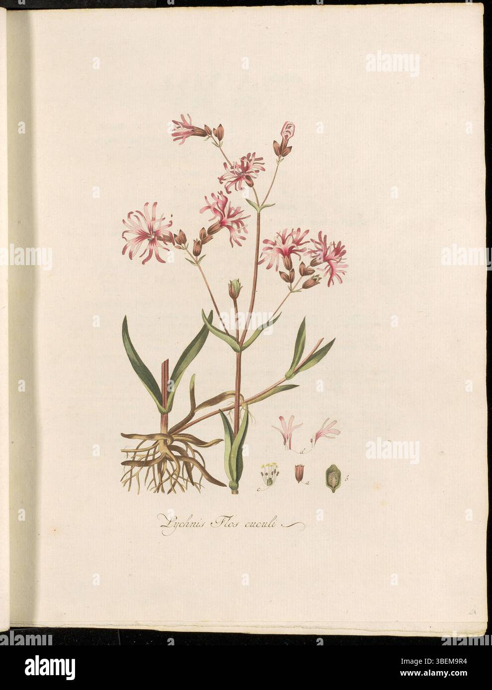 This plate from *Flora Batava* shows *Lychnis flos-cuculi*, commonly known as *Koekkoeks-bloem ...