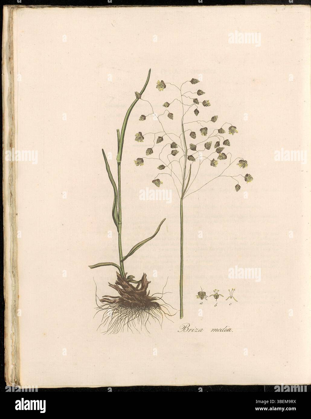 Briza media, commonly known as Quaking Grass, is depicted in Plate 0256 ...