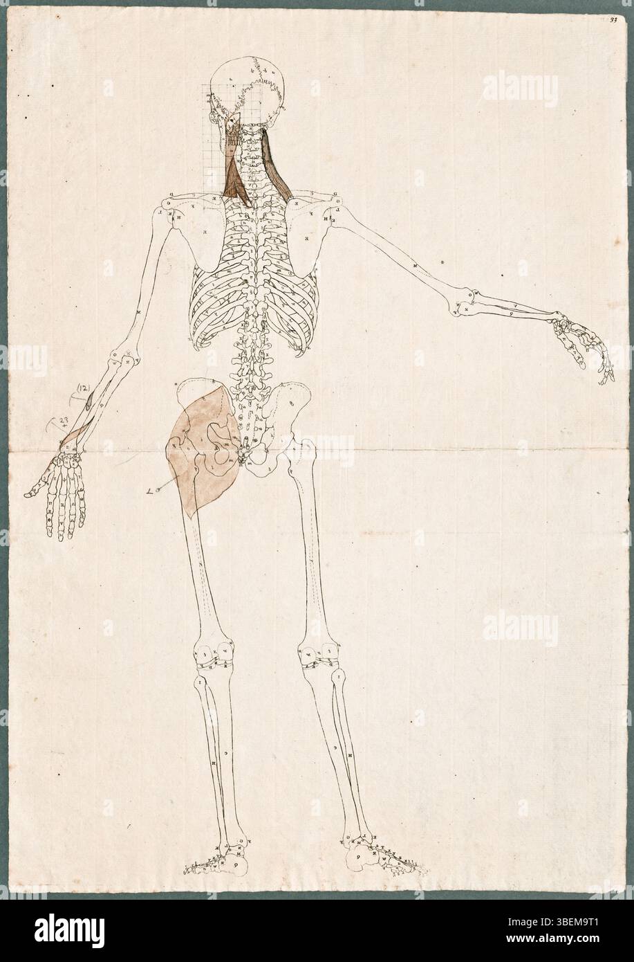Anatomy of human buttocks hi-res stock photography and images - Alamy