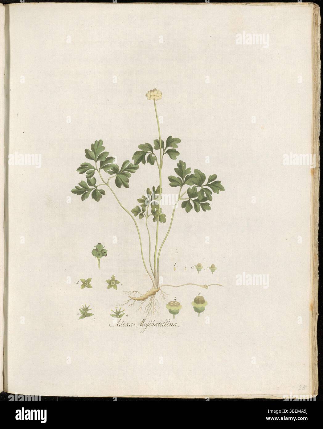 Gewoon muskus kruid hi-res stock photography and images - Alamy