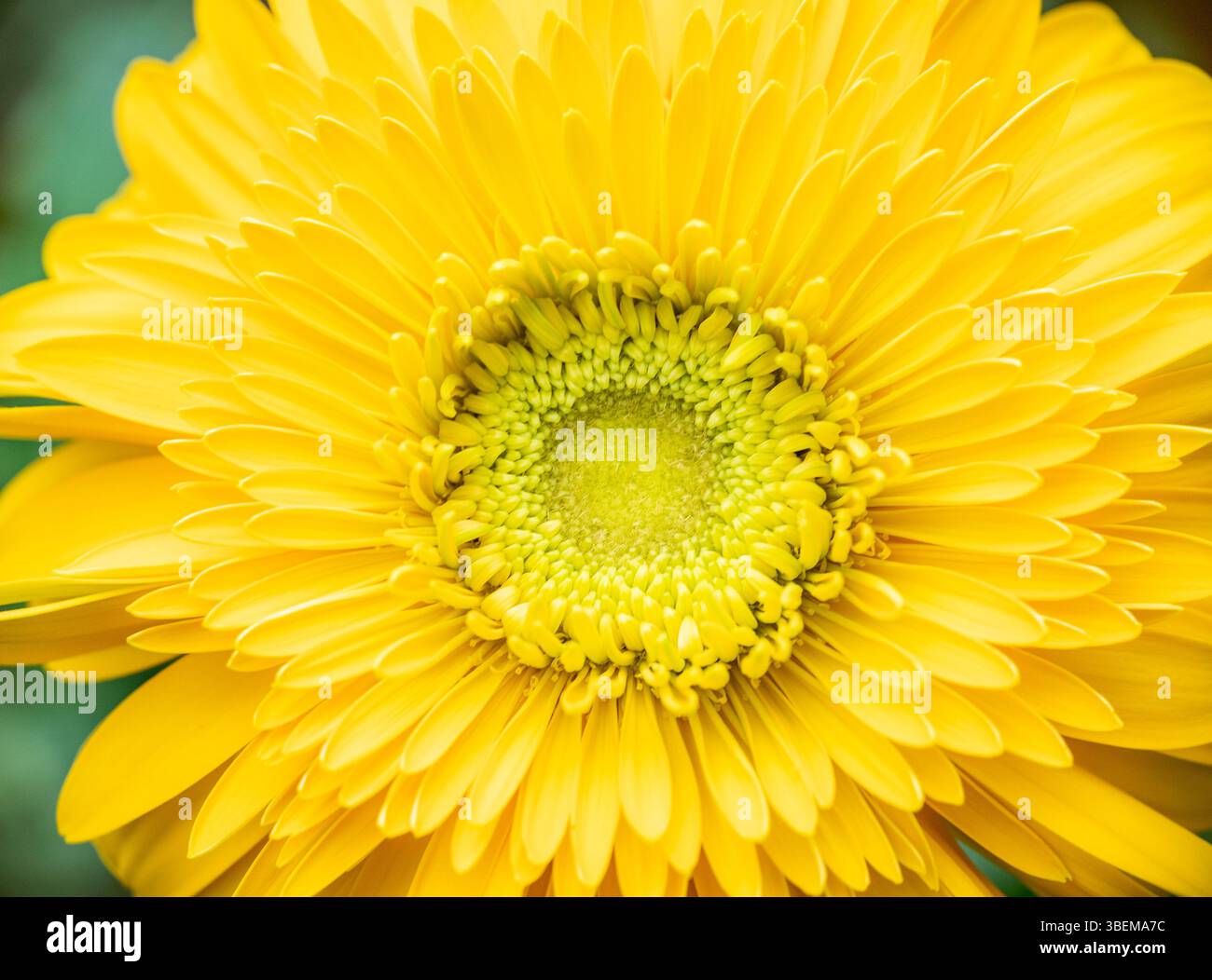 A detailed close-up of a bright yellow gerbera daisy, showcasing its ...