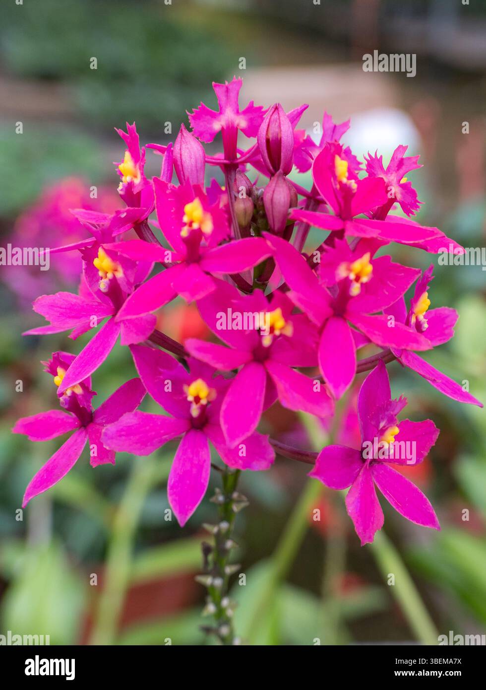 Close up displays beauty hi-res stock photography and images - Alamy
