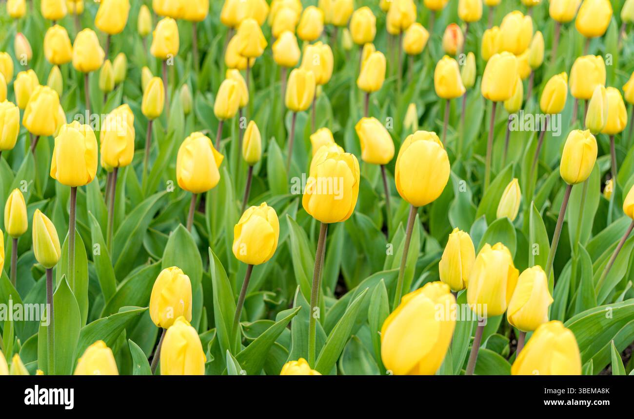 A vibrant field of yellow tulips in full bloom, showcasing their bright ...