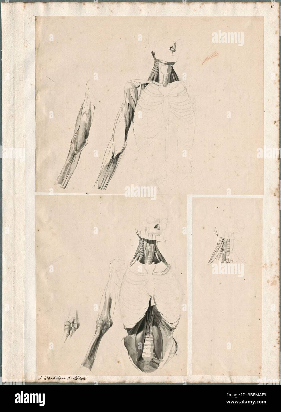 18th-century anatomical drawings by Jan Wandelaar showing muscle ...