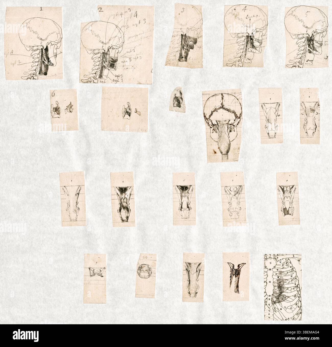 Jan Wandelaar's etching portrays the muscles of the neck, throat, and ...