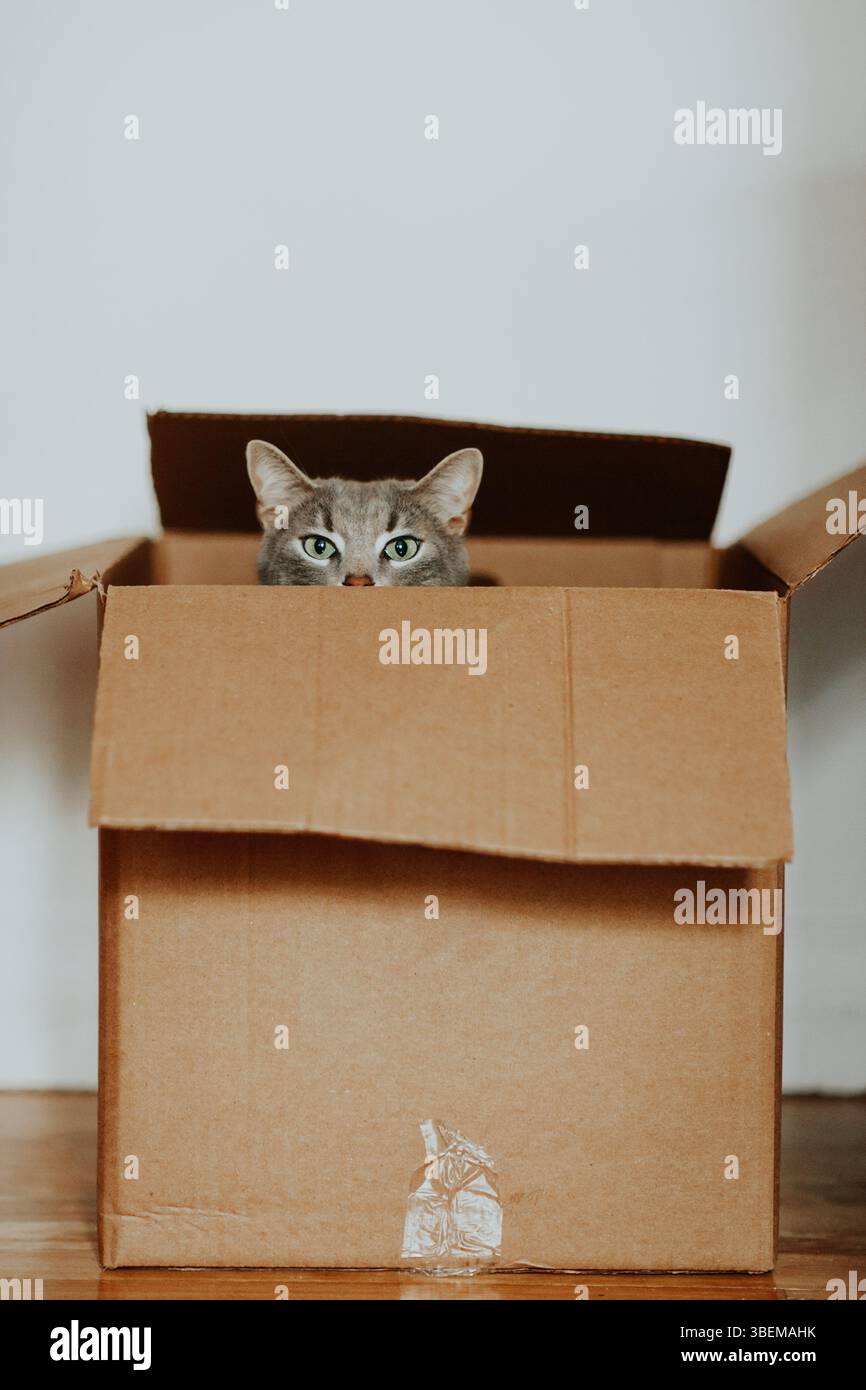 A curious cat with striking green eyes peeks out from a cozy cardboard ...