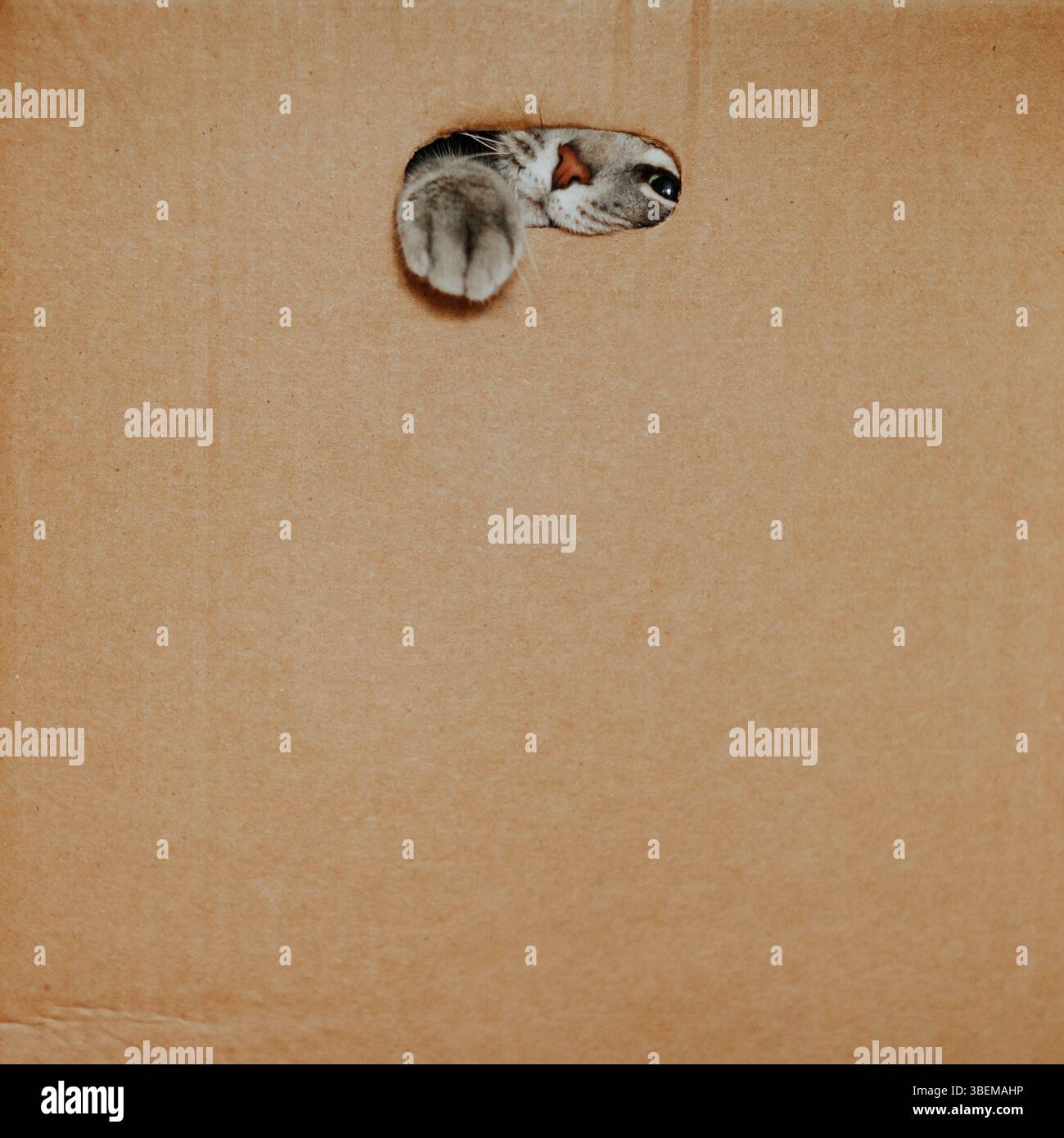 A curious cat emerges from a small hole in a cardboard box ...