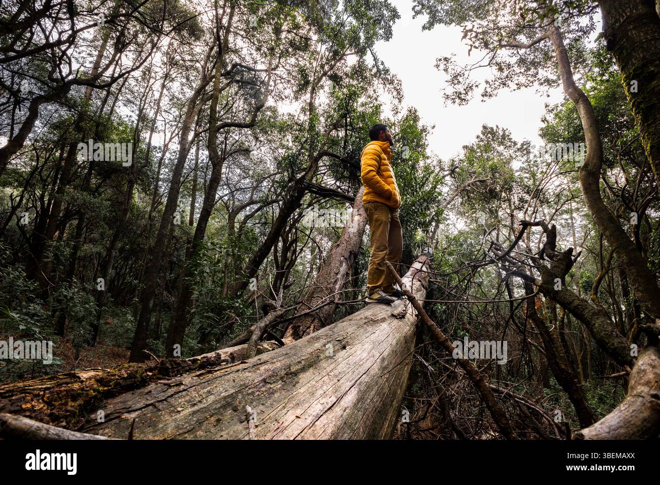 An adventurer in a yellow jacket stands on a fallen tree in a dense ...