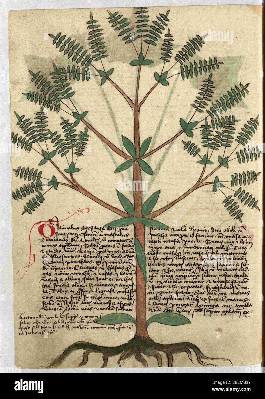 Folio 160v from Munich Cim. 79, dating after 1440, features a ...