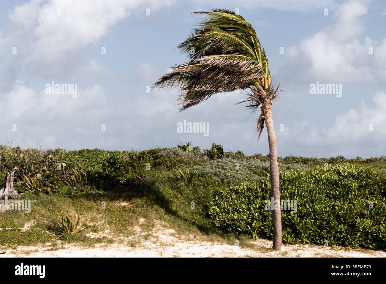 A lone palm tree bends under the force of a strong wind on a secluded ...