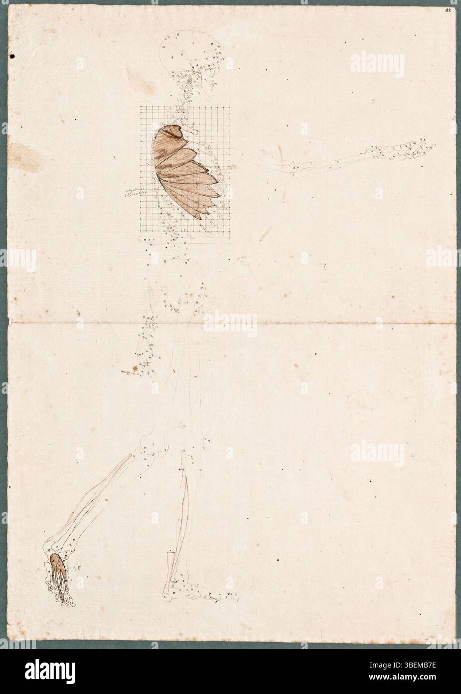 This preparatory drawing by Jan Wandelaar depicts a human skeleton with ...