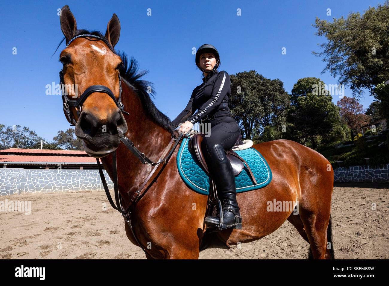 An equestrian rider in full gear sits confidently atop a horse during a ...