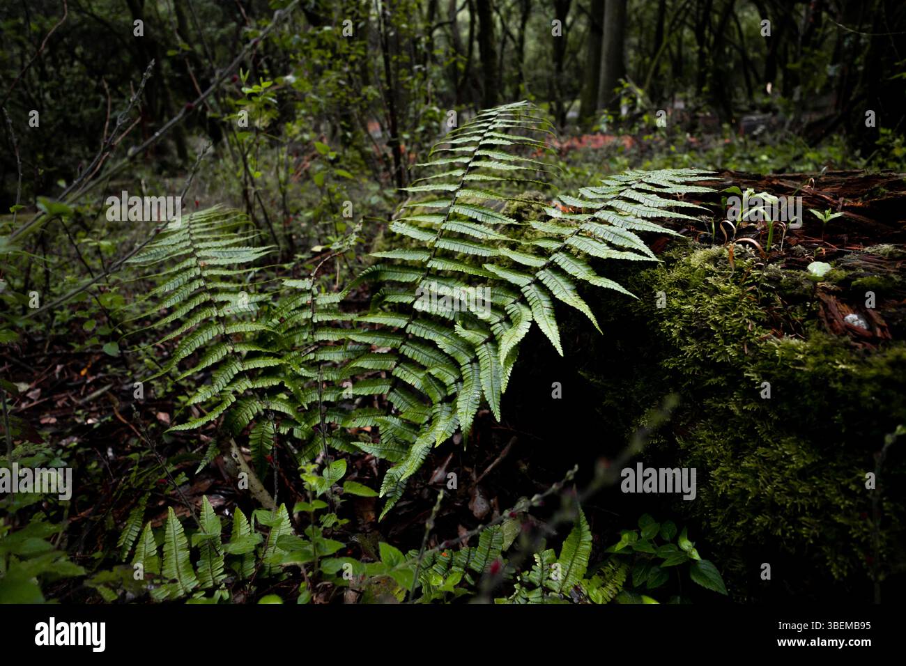 Rich green ferns and moss thrive on a fallen tree in the dense forest ...
