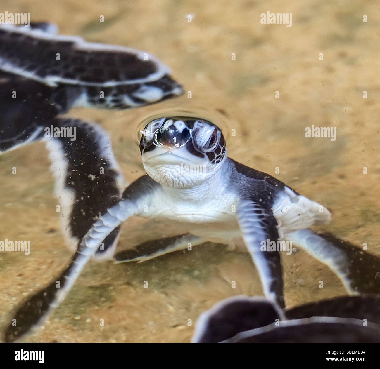 Cute baby sea turtle swimming hi-res stock photography and images - Alamy