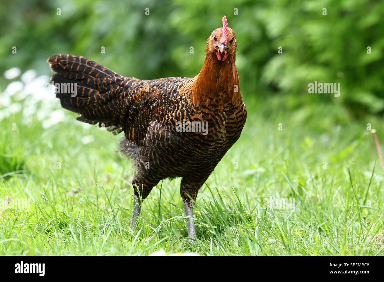 Huehner 29.05.2025, Hahn der Rasse Brakel Goldhals *** Chickens 29 05 ...