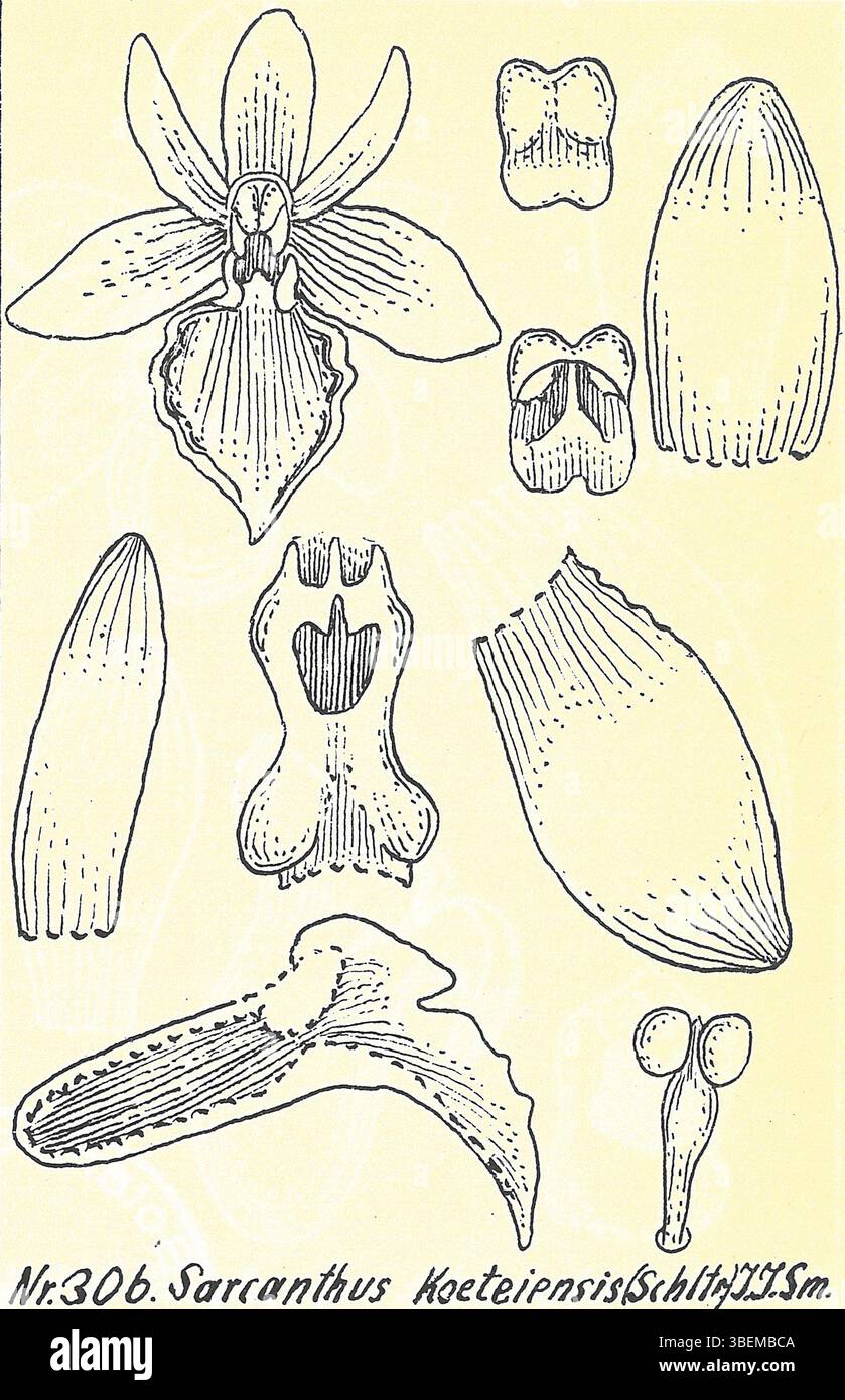 Rudolf Schlechter's 1934 botanical illustration 'Bluetenanalysen neuer ...