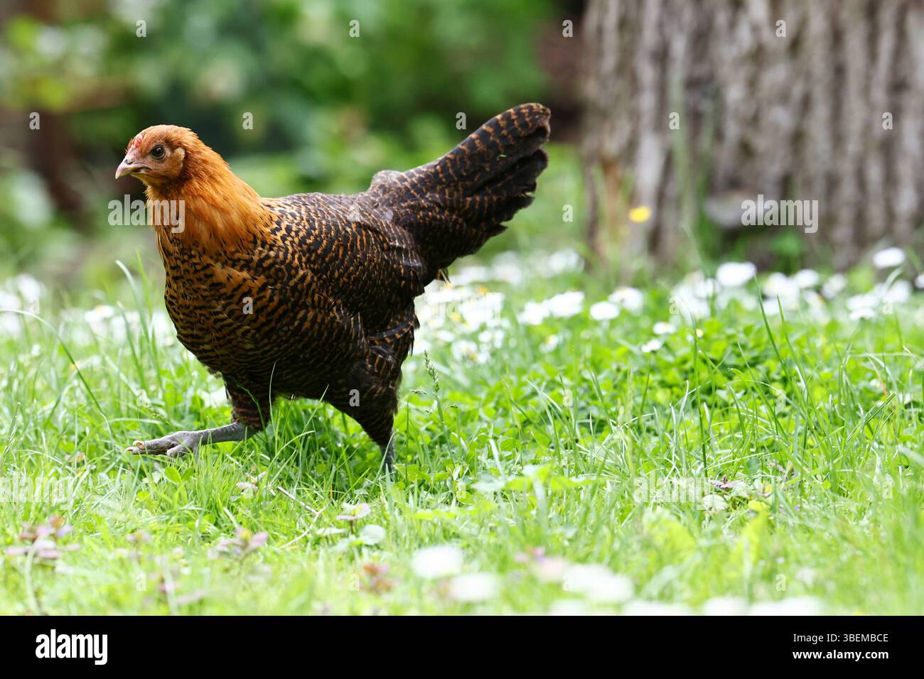 Huehner 29.05.2025, Huhn der Rasse Brakel Goldhals *** Chickens 29 05 ...