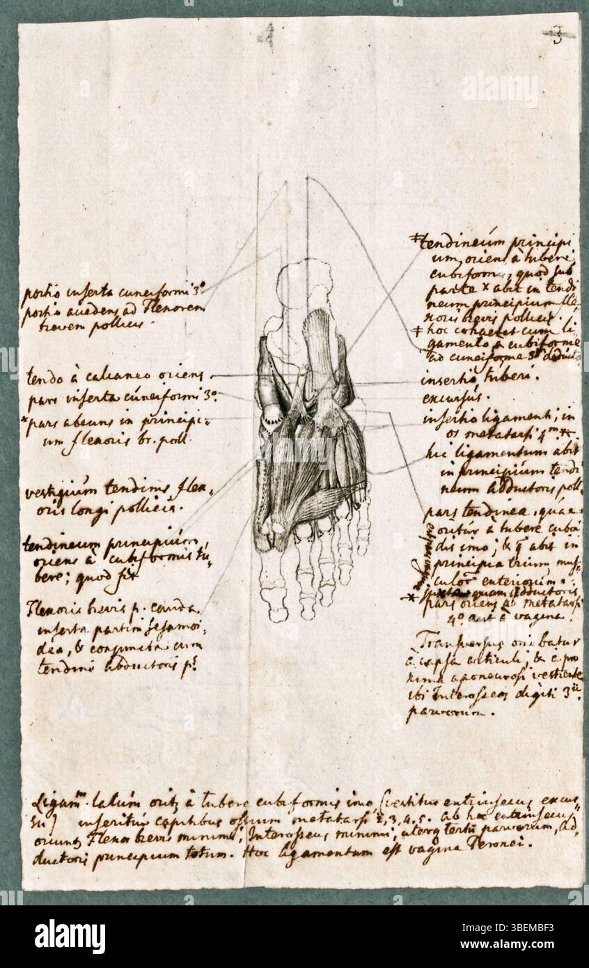 This drawing illustrates the muscles of the foot, prepared by Jan ...
