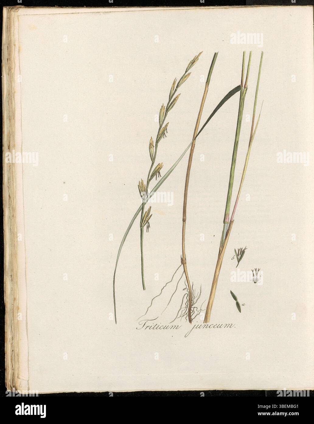 Plate 0266 of Flora Batava shows Elymus farctus subsp. boreoatlanticus ...