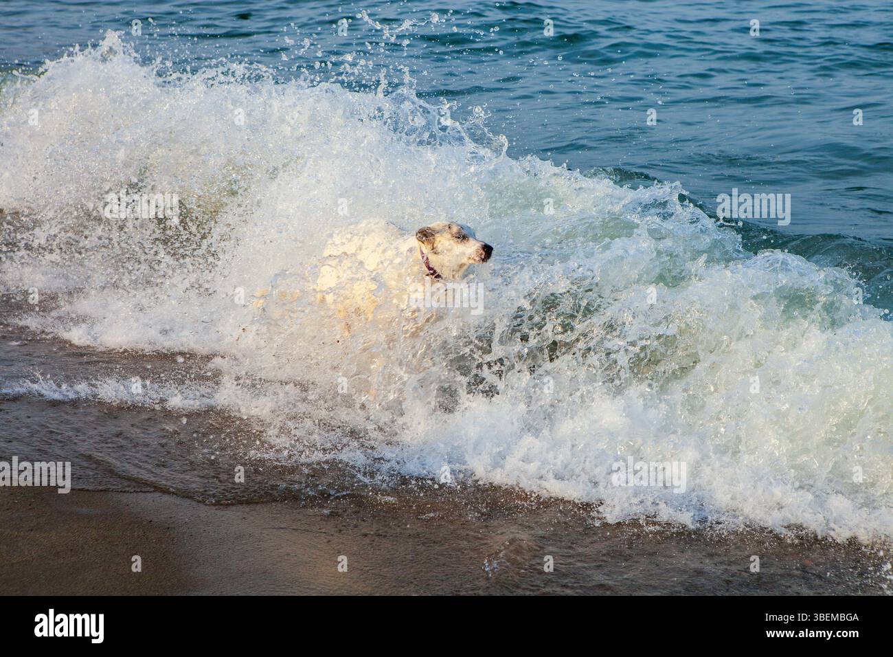 A playful dog joyfully leaps through crashing ocean waves on a sandy ...