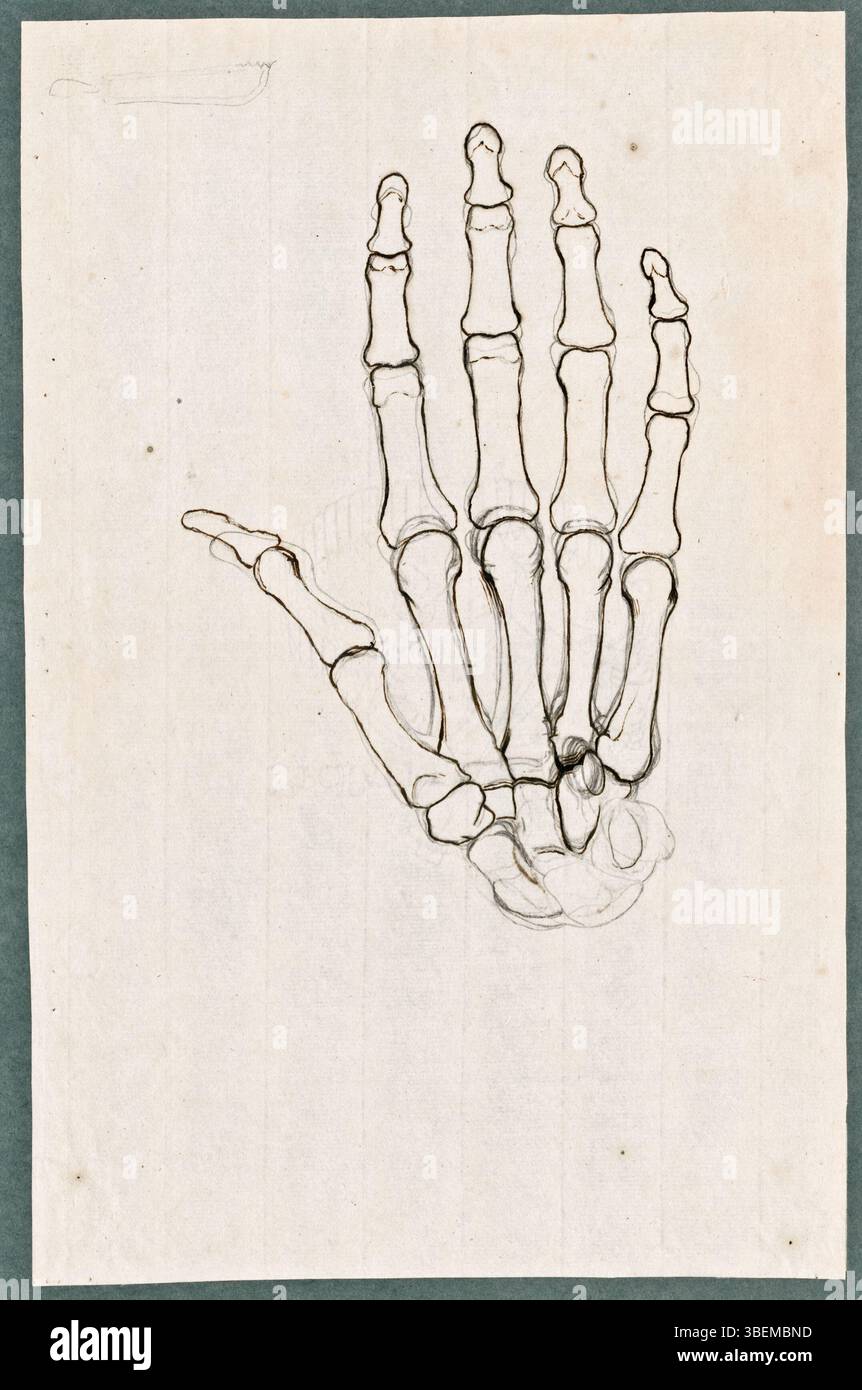 Hand anatomy historical drawings hi-res stock photography and images ...