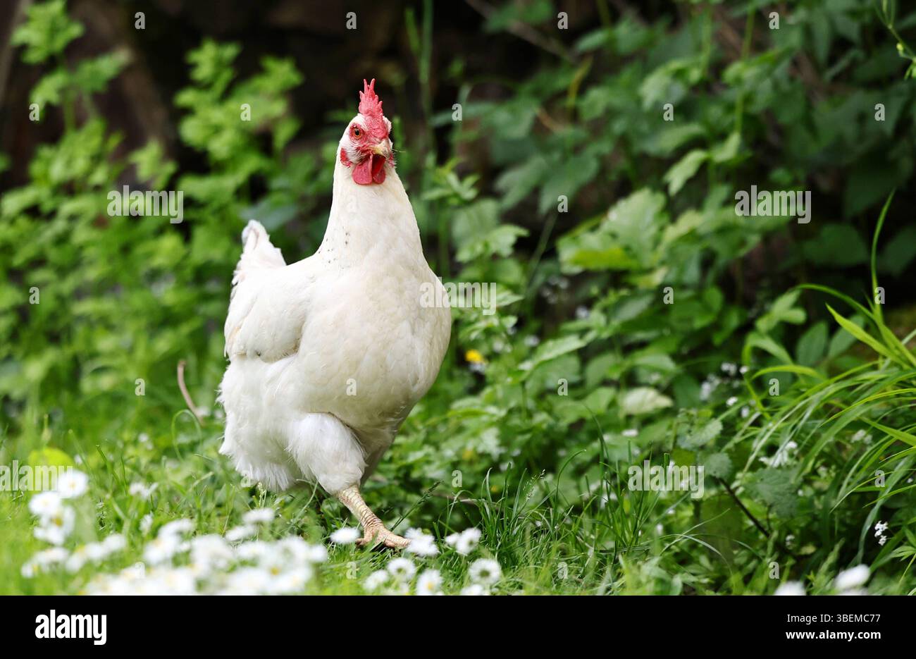 Huehner 29.05.2025, Huhn der Rasse Sussex *** Chickens 29 05 2025 ...