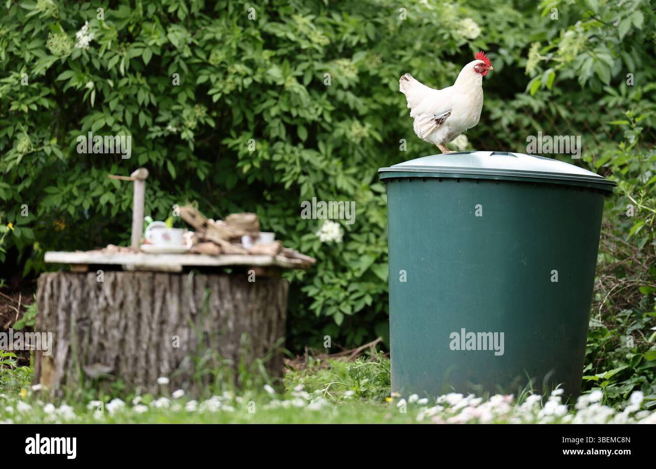 Huehner 29.05.2025, Huhn der Rasse Sussex sitzt im Garten auf einem ...