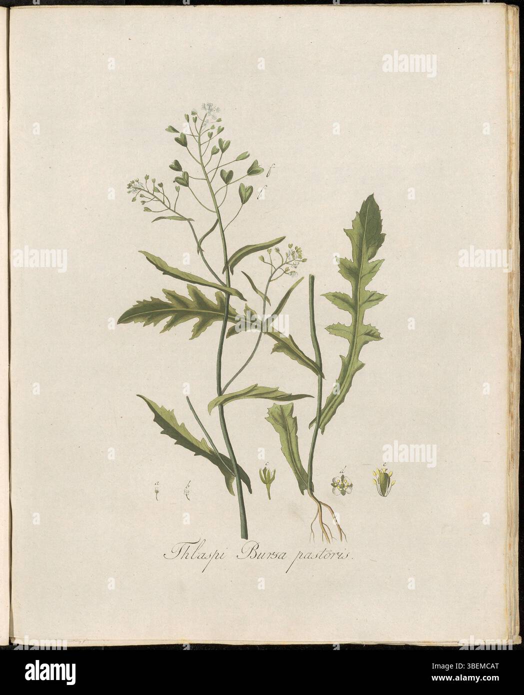 Characteristic reproductive structure hi-res stock photography and ...