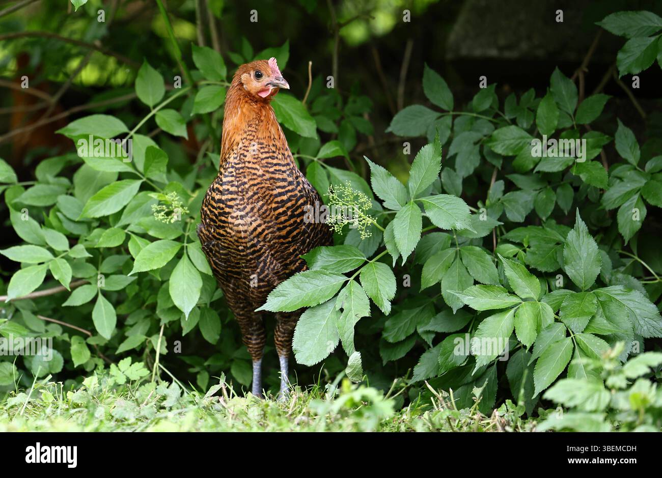 Huehner 29.05.2025, Huhn der Rasse Brakel Goldhals *** Chickens 29 05 ...