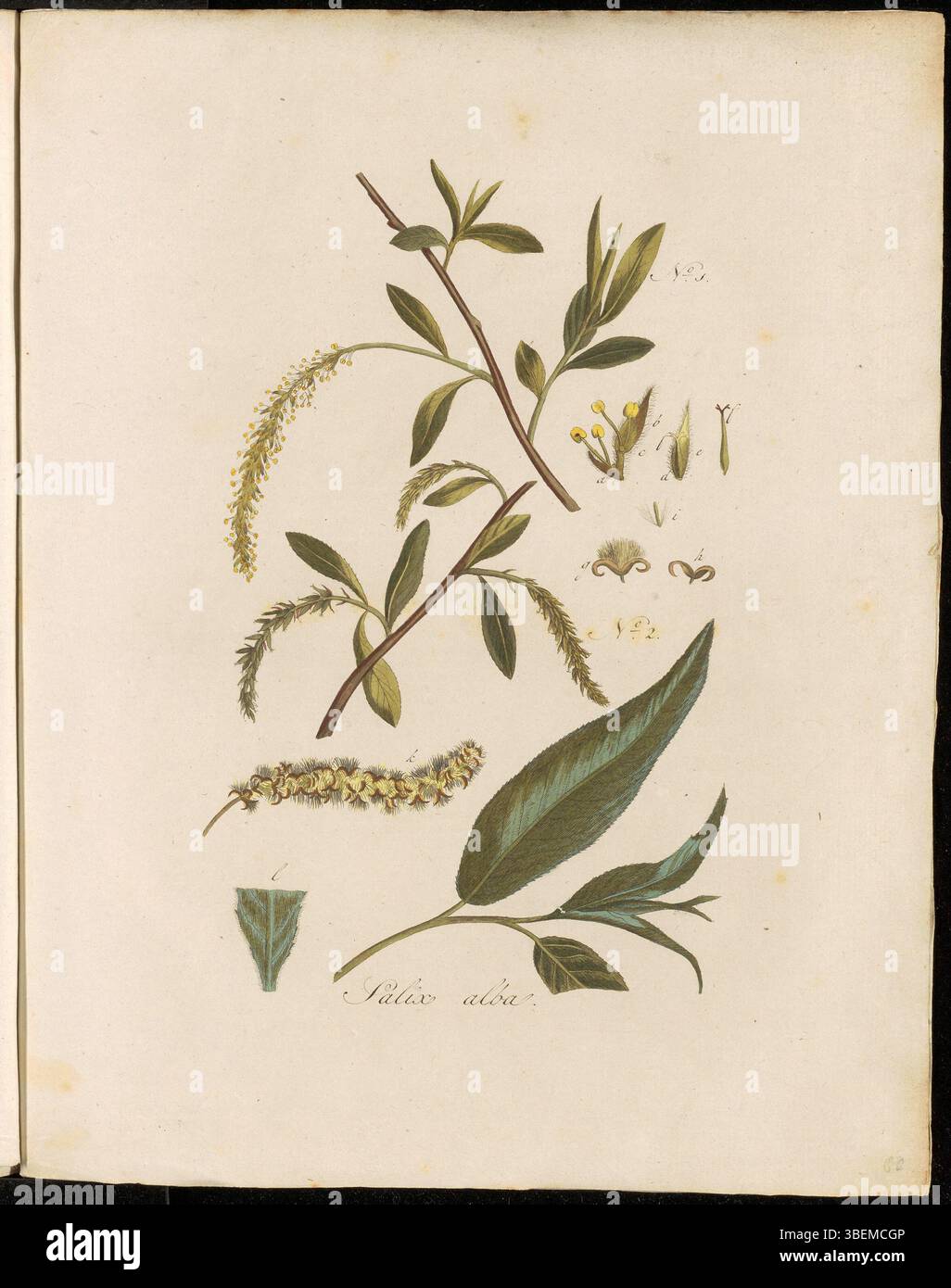 This 19th-century botanical illustration of 'Salix alba' (white willow ...