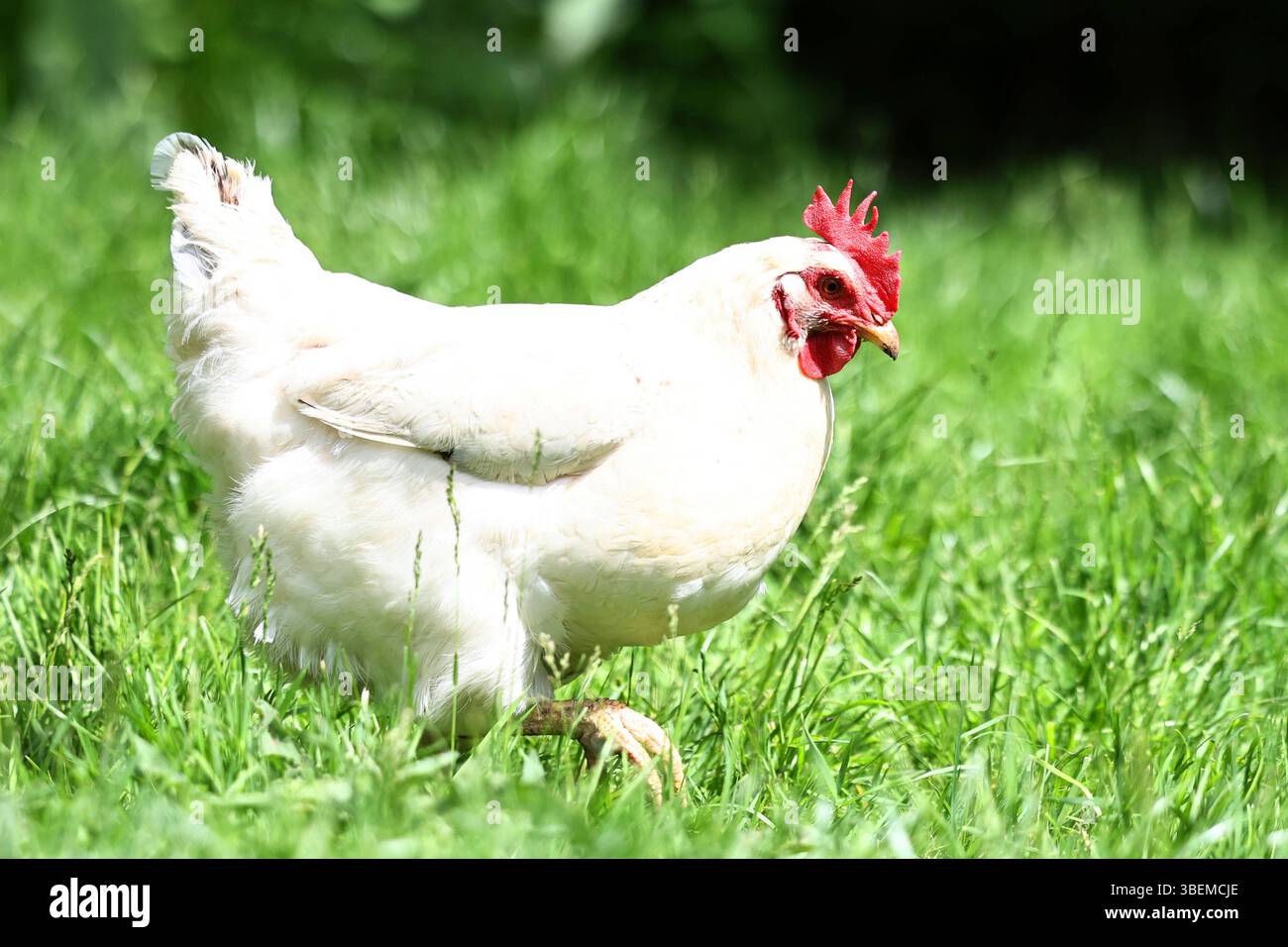 Huehner 29.05.2025, Huhn der Rasse Sussex *** Chickens 29 05 2025 ...