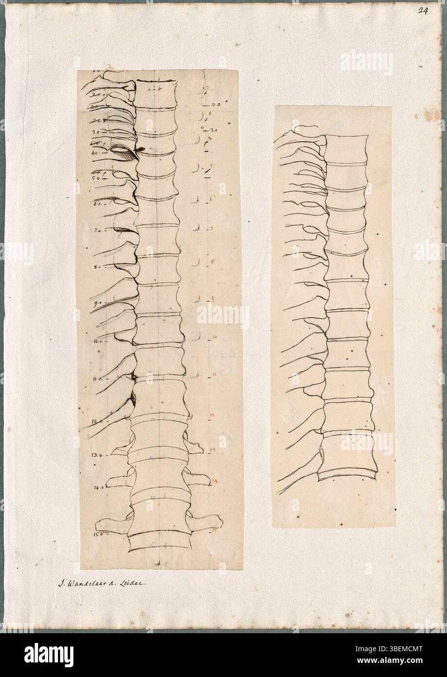An anatomical drawing by Jan Wandelaar of the lumbar vertebrae from a ...
