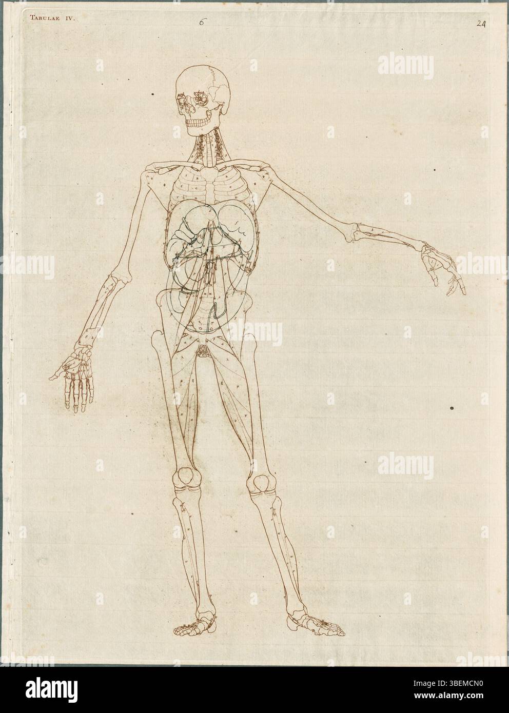 This anatomical etching by Jan Wandelaar from the 18th century depicts ...