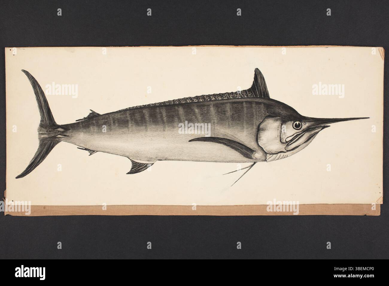 This drawing by L.T. Griffin illustrates *Makaira mazara*, a species of ...