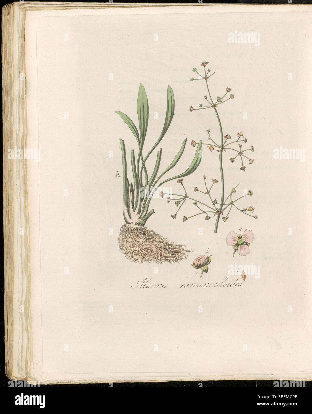 Alisma gramineum hi-res stock photography and images - Alamy
