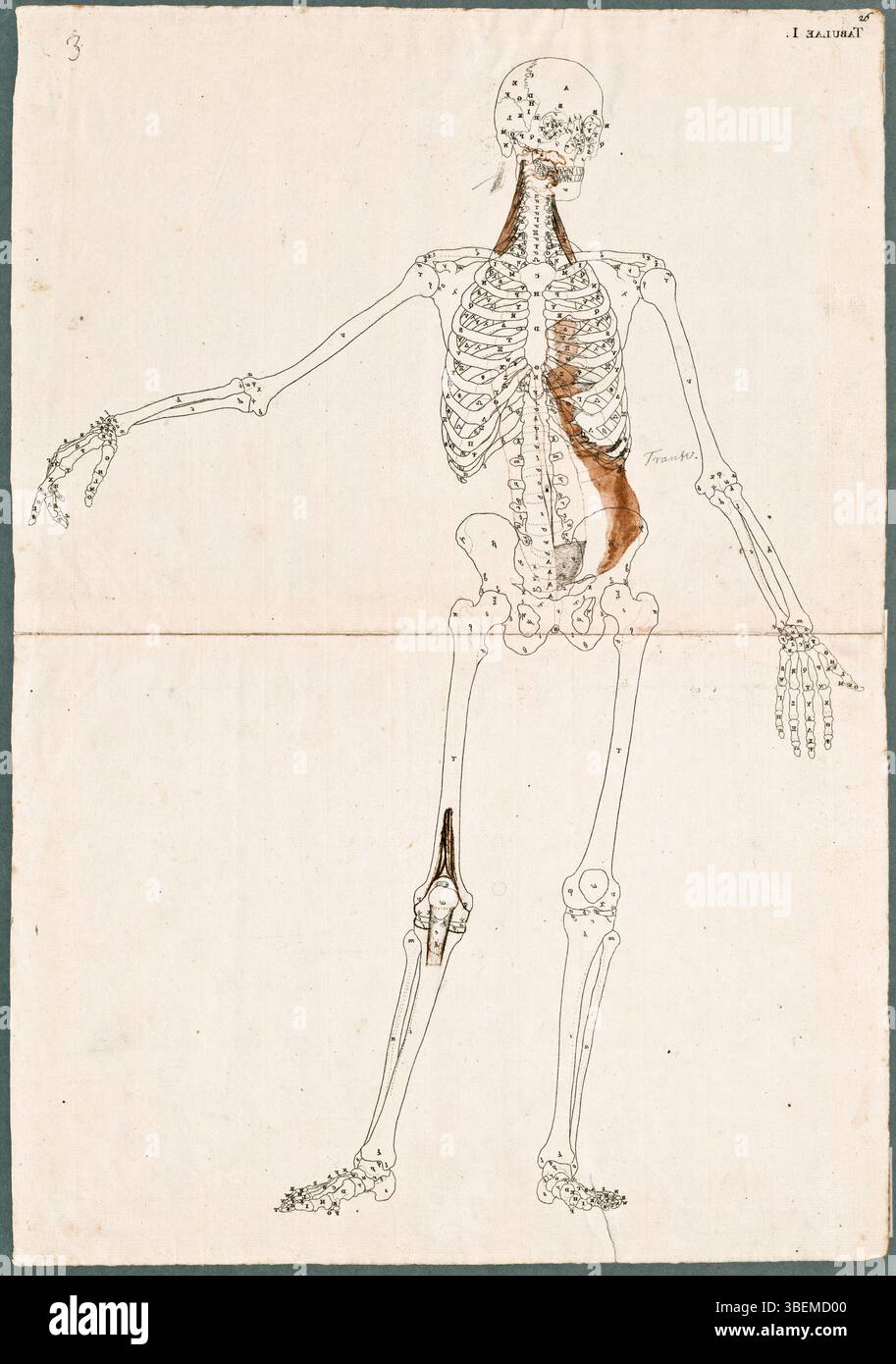 This drawing by Wandelaar and Albinus depicts the human skeleton with ...