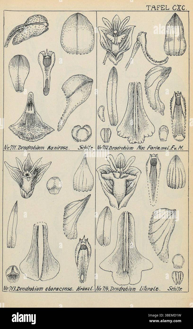 Repertorium specierum novarum regni vegetabilis Dahlem bei Berlin ...