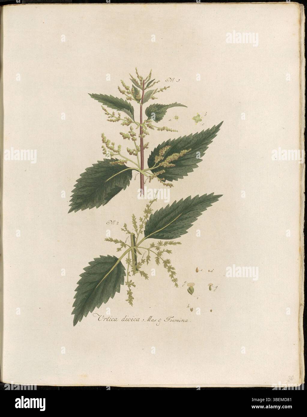 Plate 0030 from Flora Batava Volume 1 features Urtica dioica, commonly ...