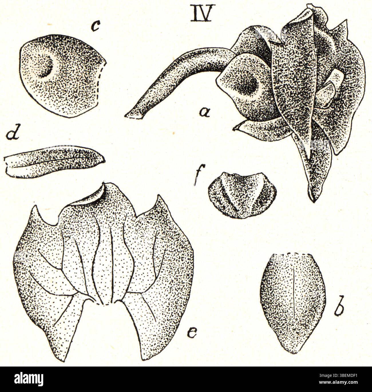 Crepidium bidentiferum, previously known as Microstylis bidentifera, is ...