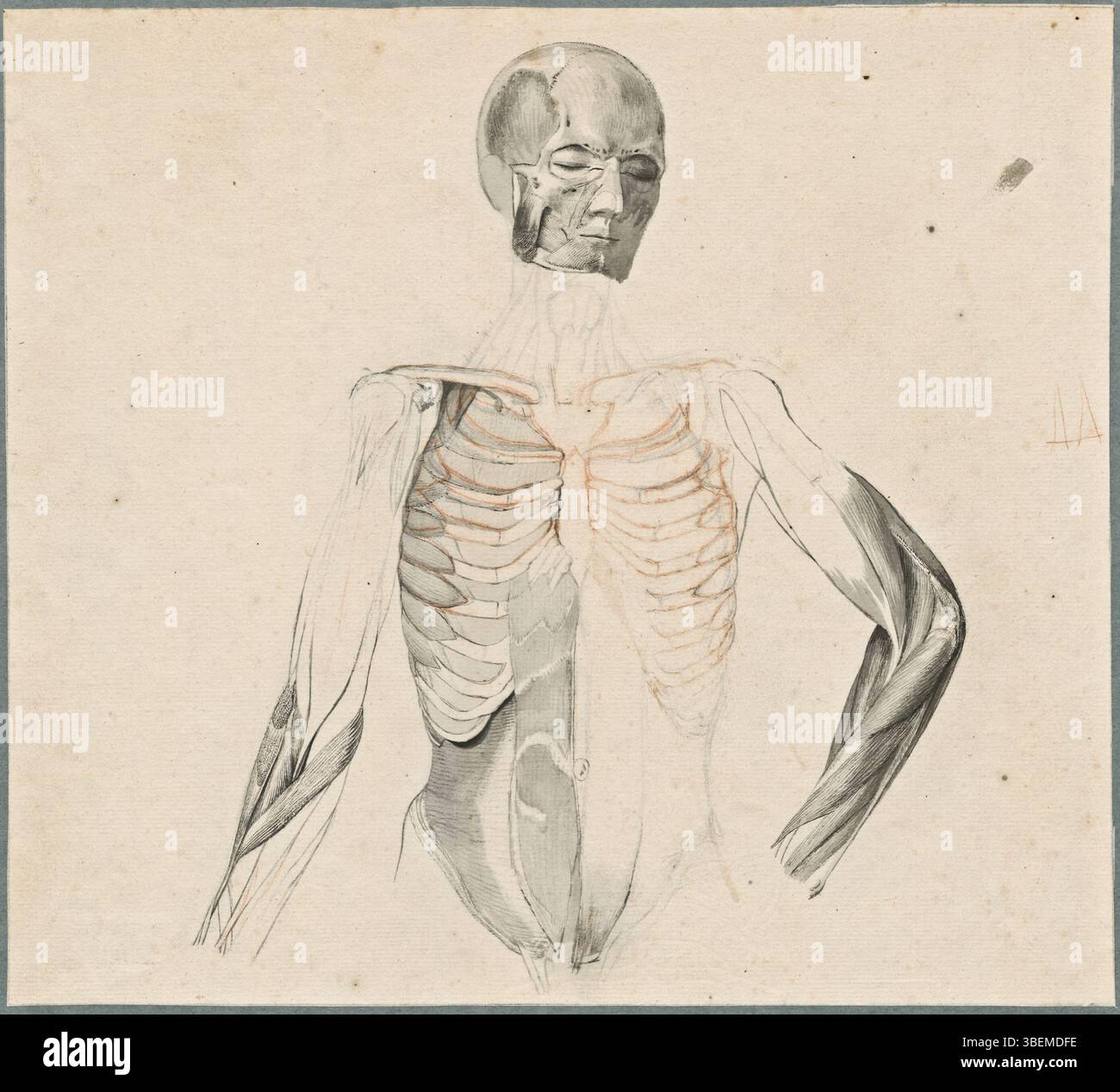 18th-century anatomical drawing showing muscles of the upper human body ...