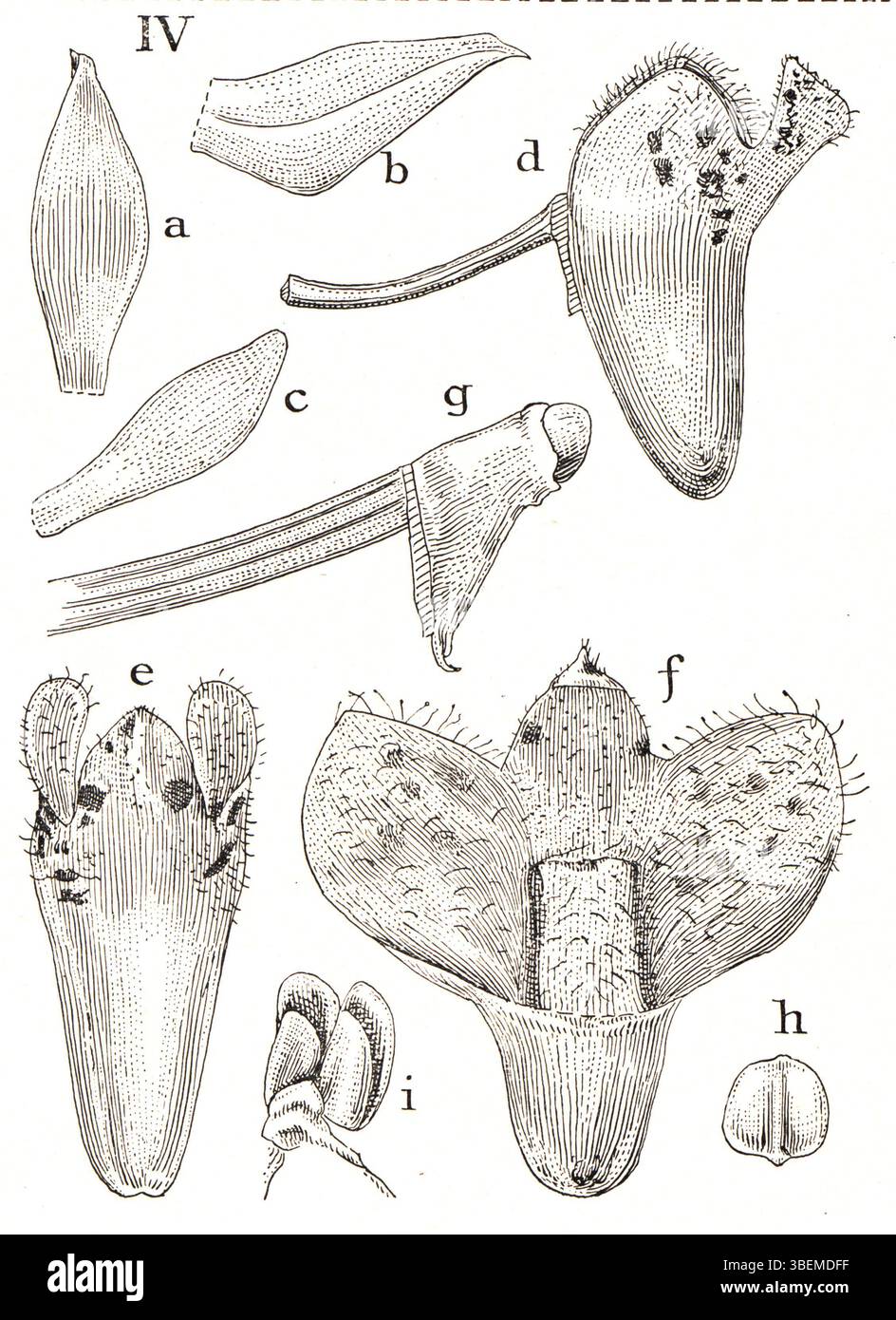 This botanical illustration from 1938 depicts *Thrixspermum samarindae ...