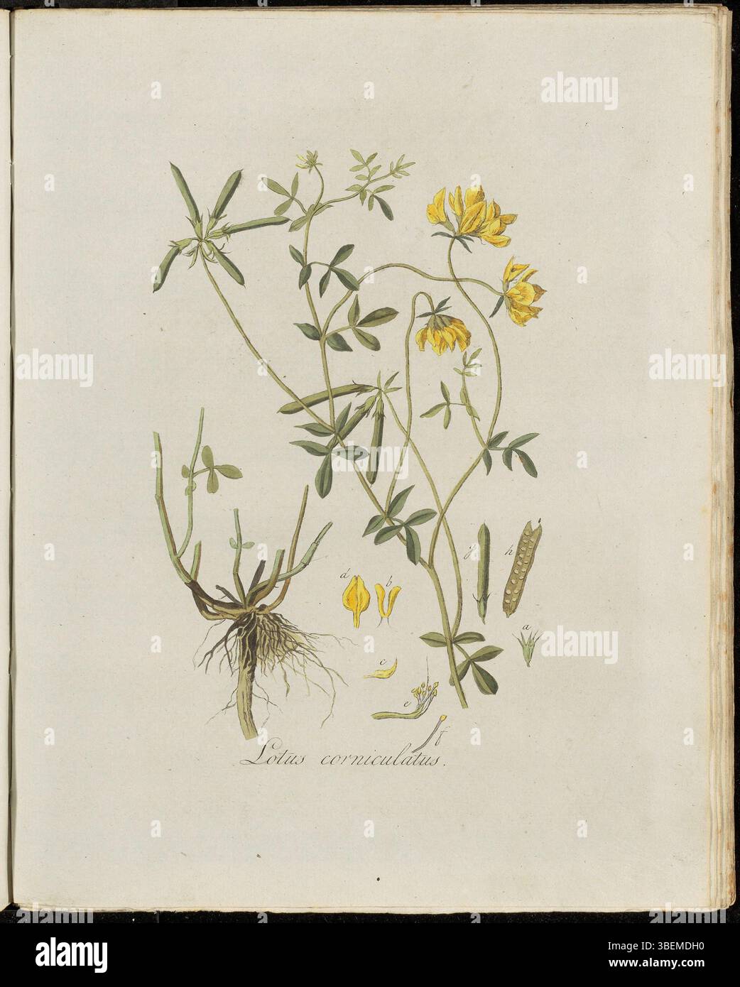 Plate 0183 from *Flora Batava* illustrates *Lotus corniculatus*, also ...