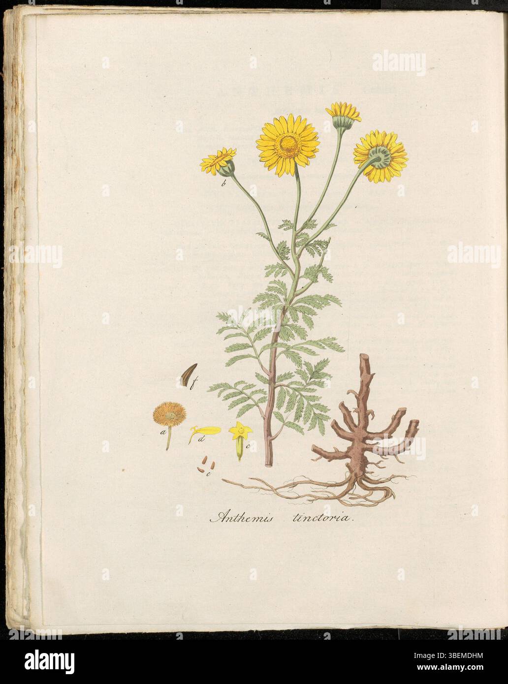 Anthemis tinctoria, commonly called Verw kamille or Gele kamille in ...