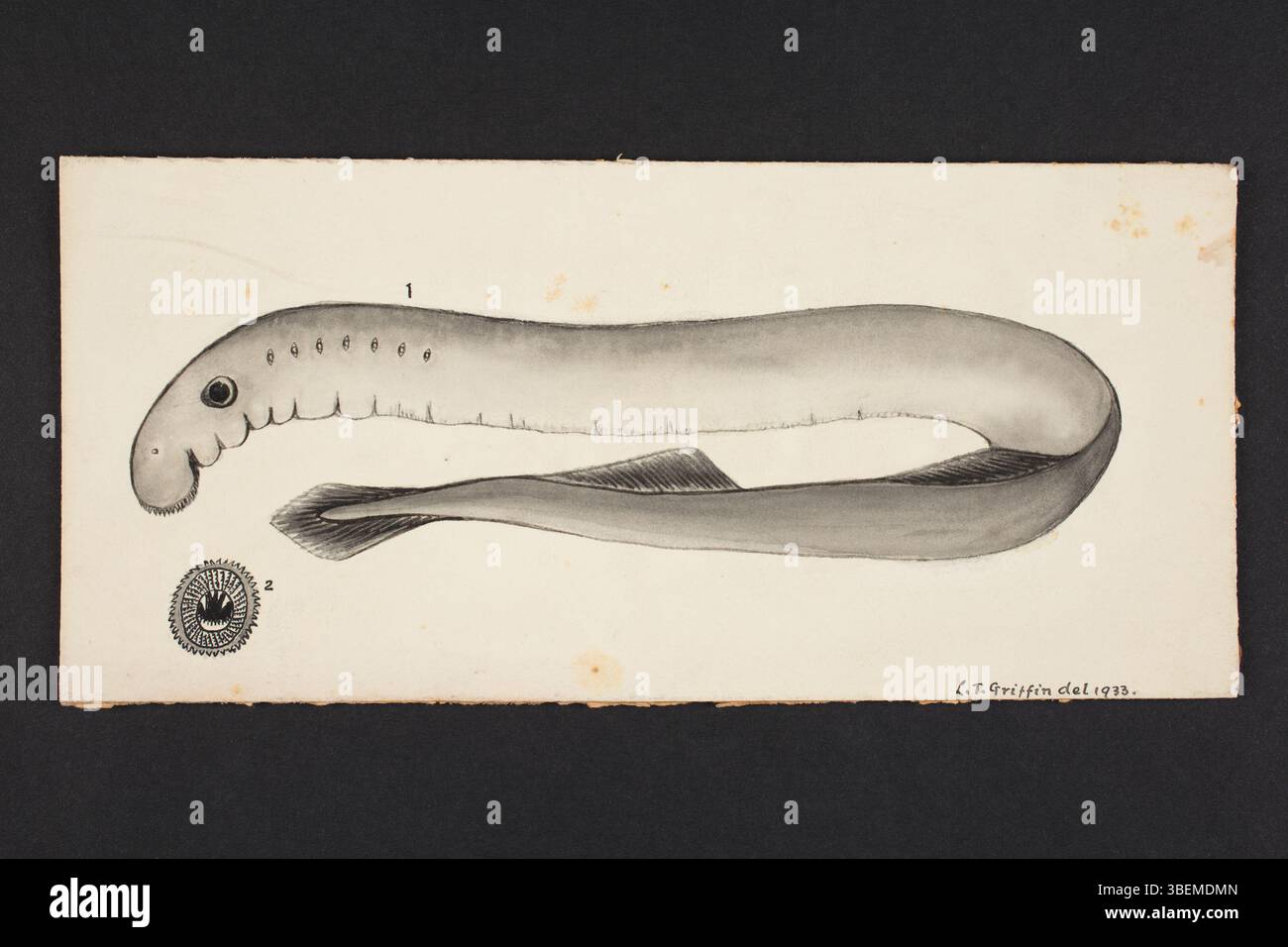 A drawing by L.T. Griffin, illustrating Giotria australis, an eel ...