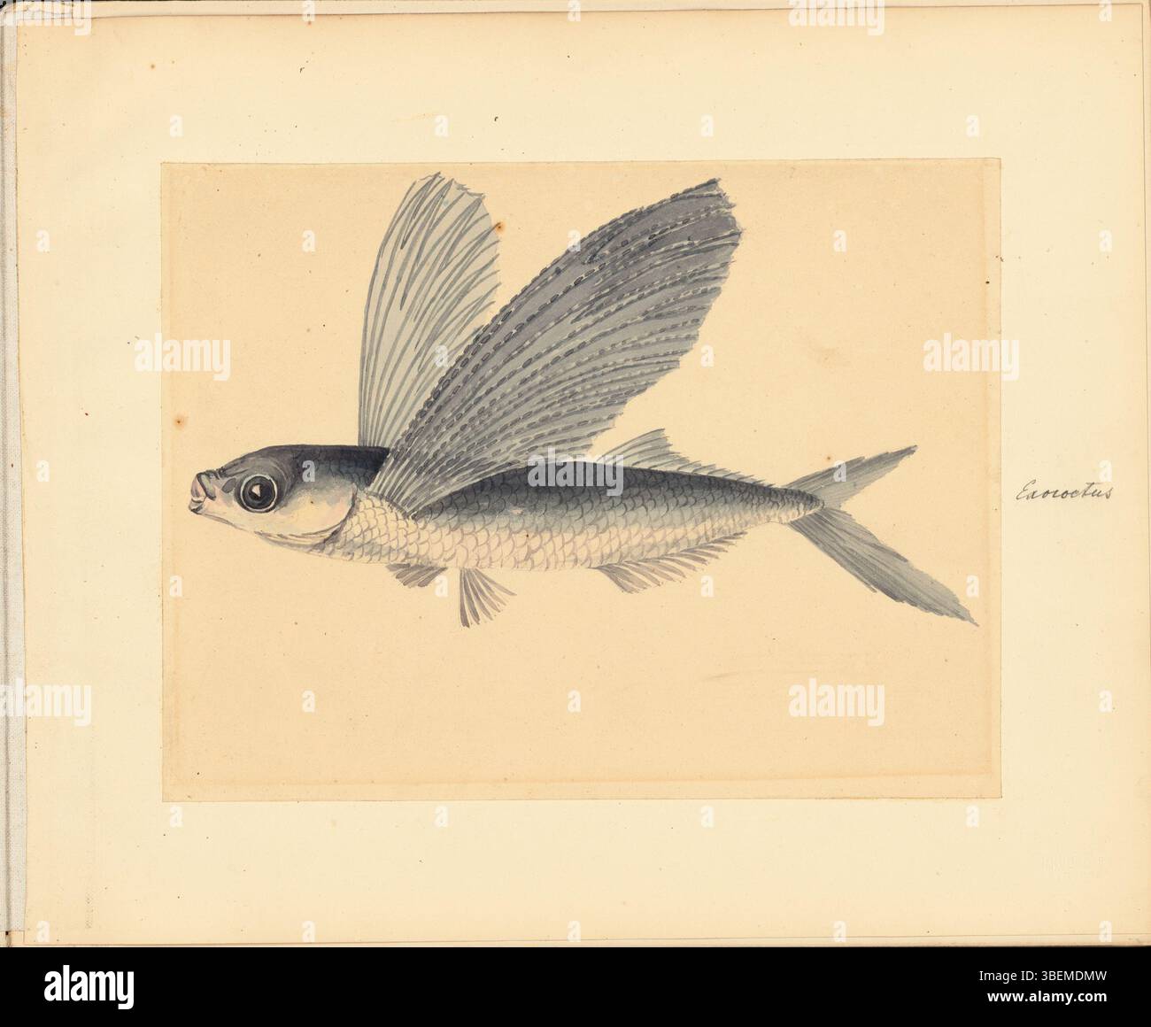 This watercolor by Mary Symonds from 1806 depicts flying fish ...
